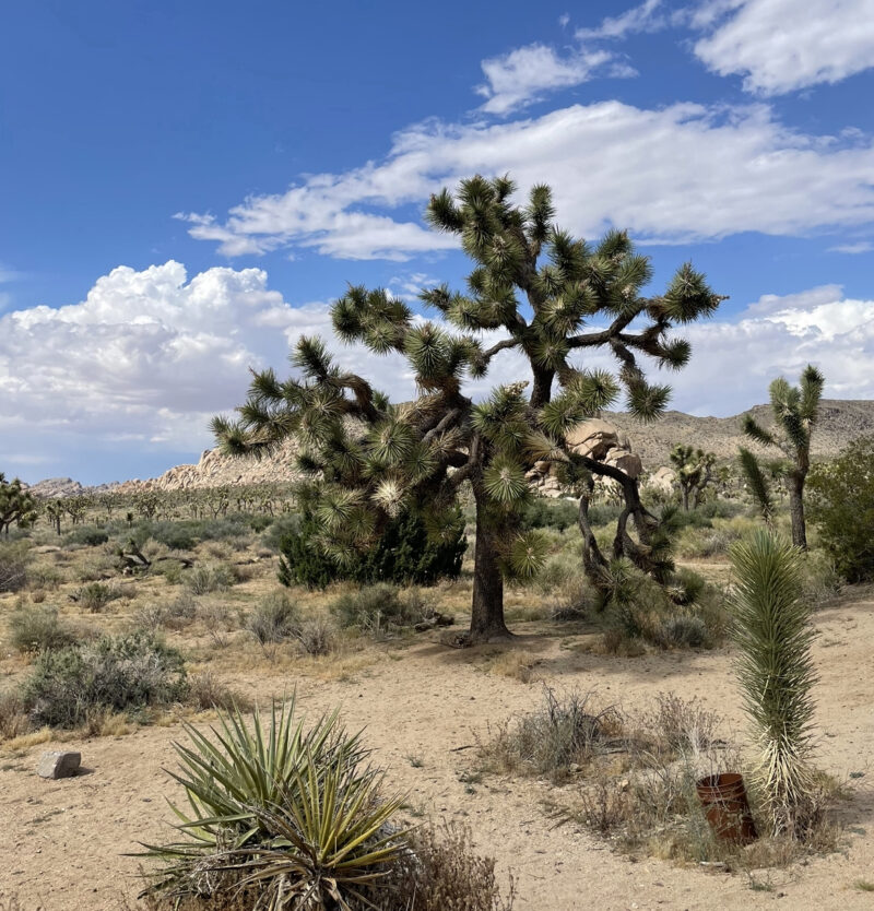 7 Amazing Facts About Joshua Tree National Park - Wistful Adventures